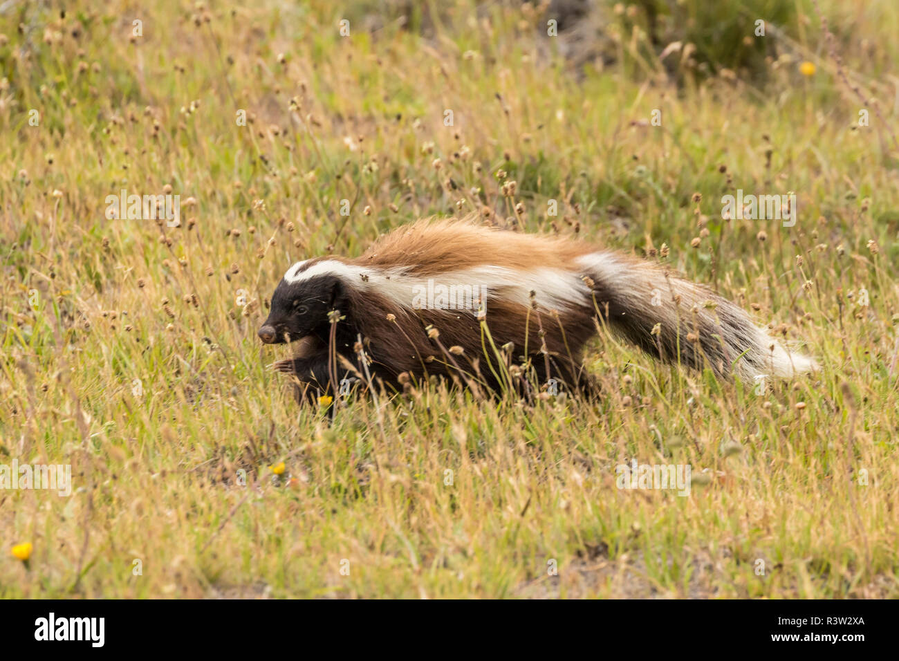 Skunk Grass High Resolution Stock Photography and Images - Alamy