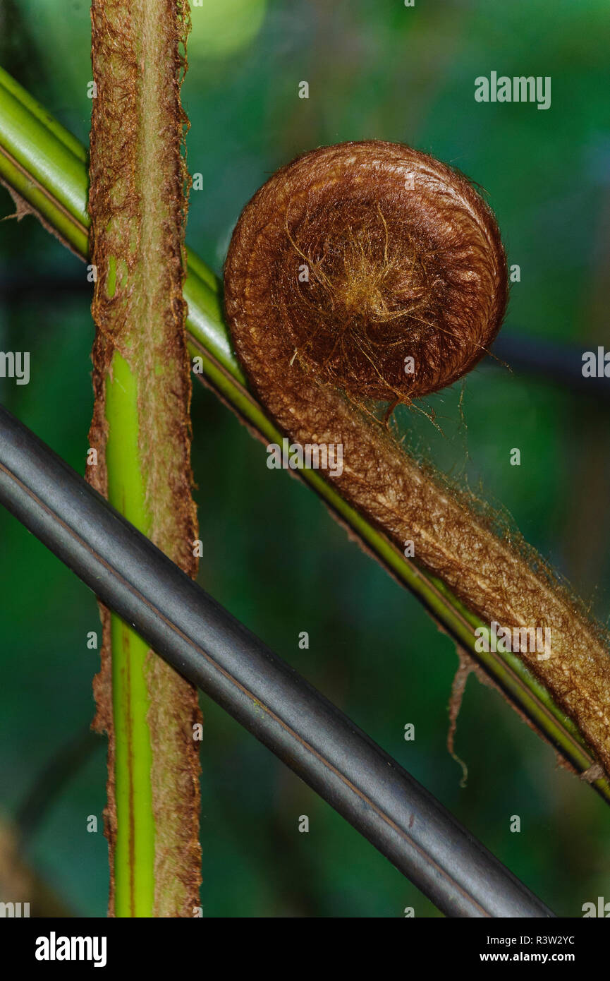 Chile, Patagonia, Lake District, Pumalin Park. Fern frond in the ...