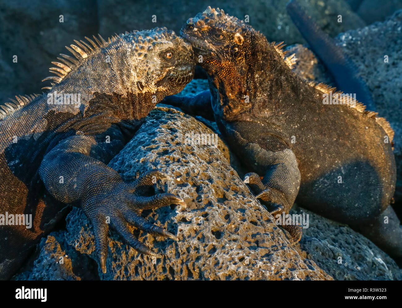 Marine Iguanas, Galapagos Islands, Ecuador Stock Photo - Alamy