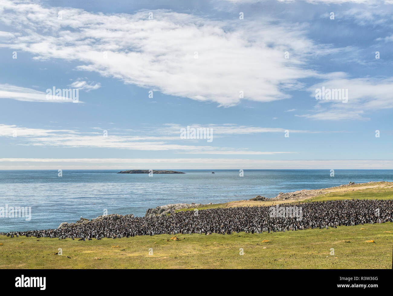 Large Rockhopper Penguin colony, Pebble Island, Falkland Islands ...