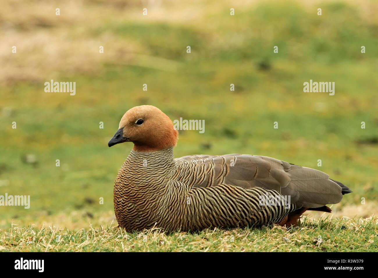 Female Upland Goose, Chloephaga picta, Falkland Islands Stock Photo - Alamy