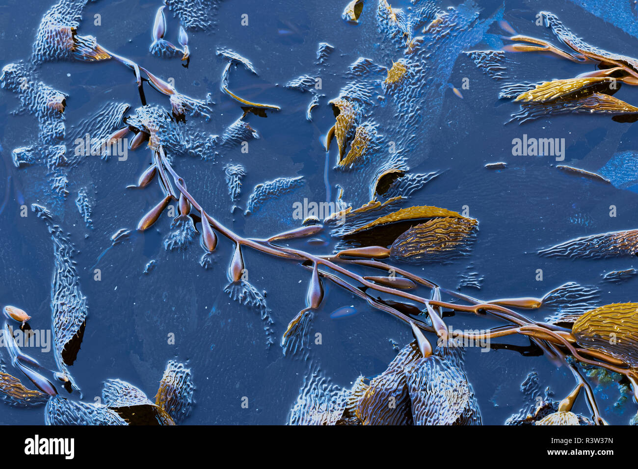 Floating Kelp, Falklands Islands Stock Photo - Alamy