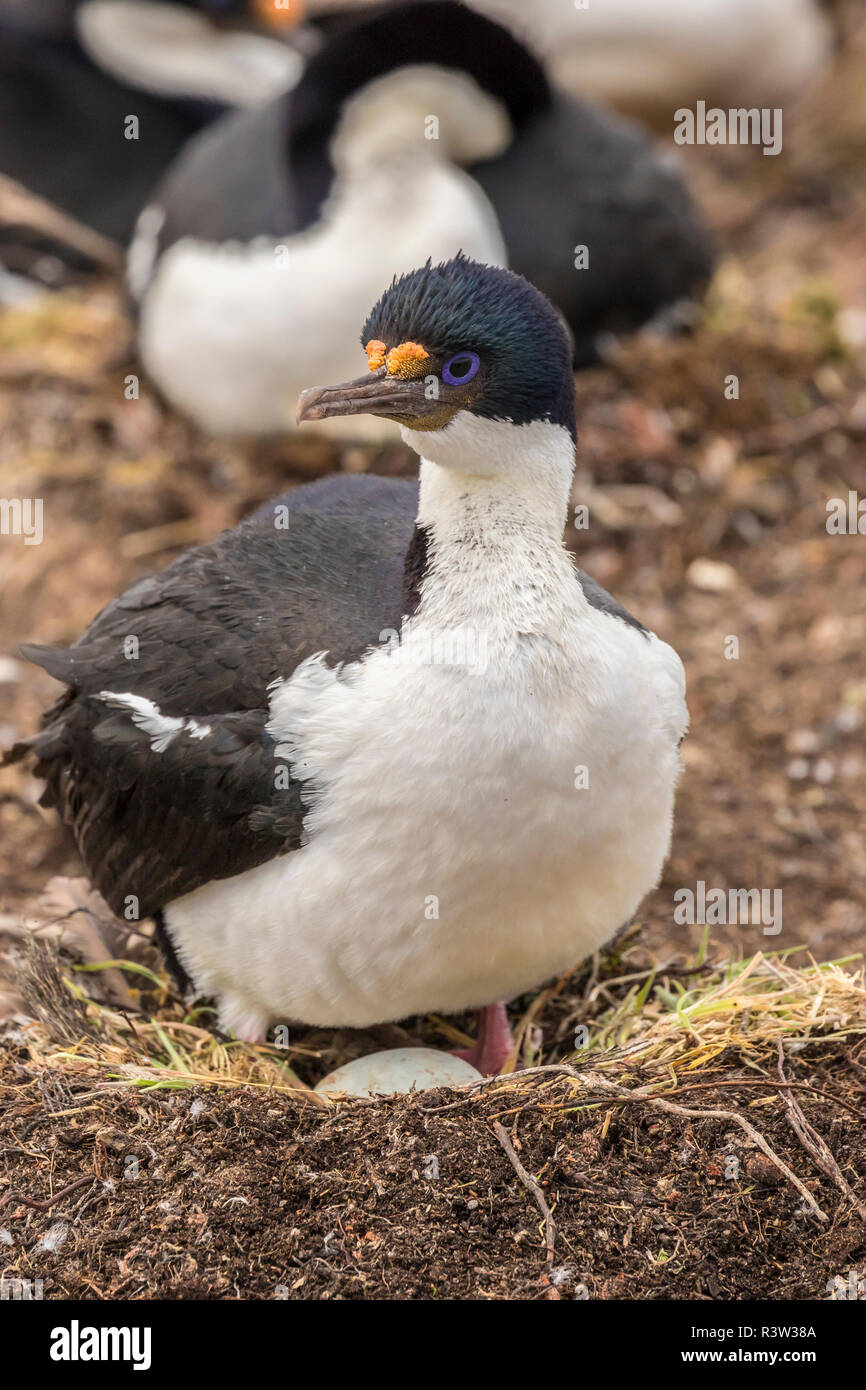Falkland Islands, Bleaker Island. Imperial shag on nest with egg Stock ...