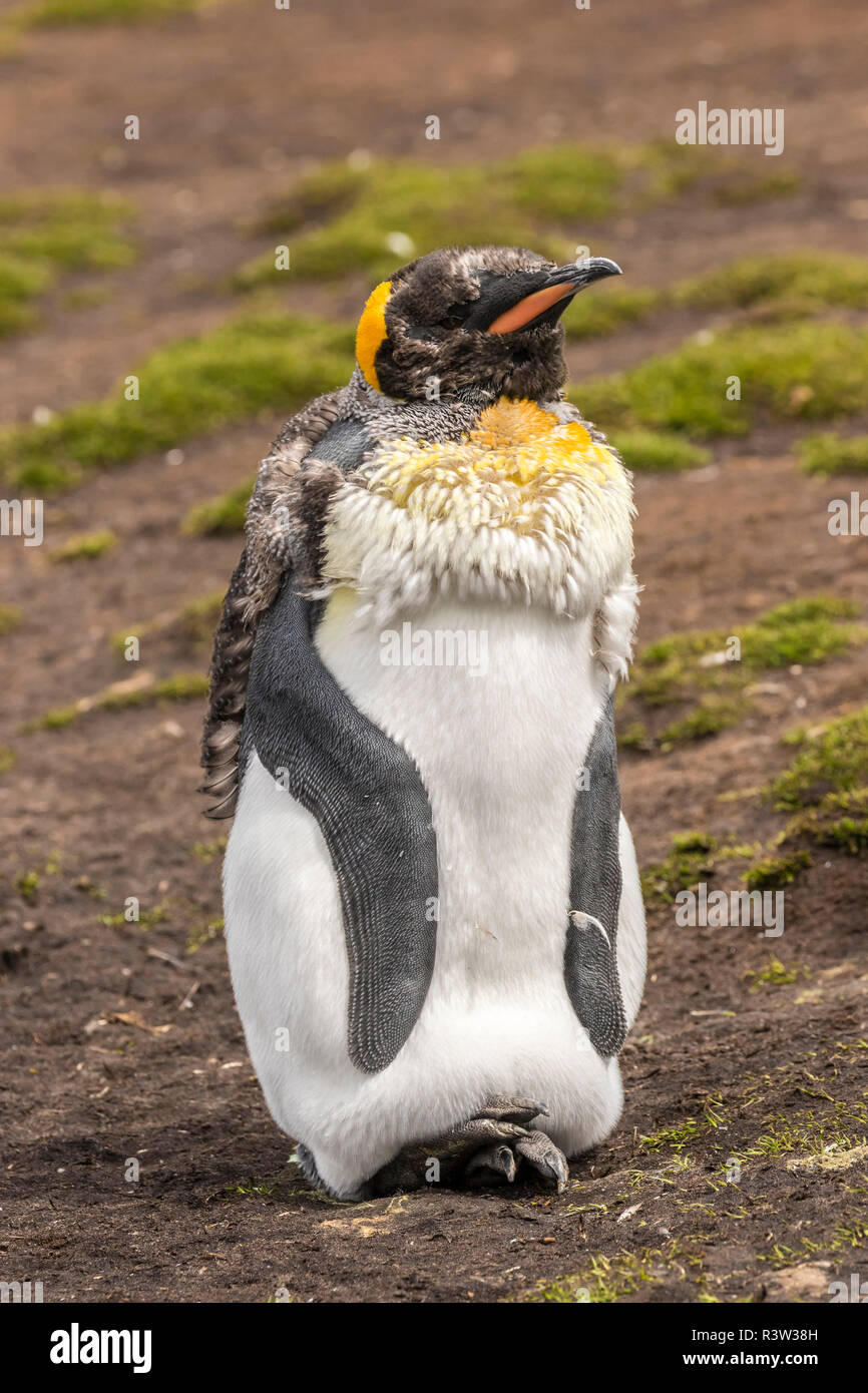 King penguin molting hi-res stock photography and images - Alamy