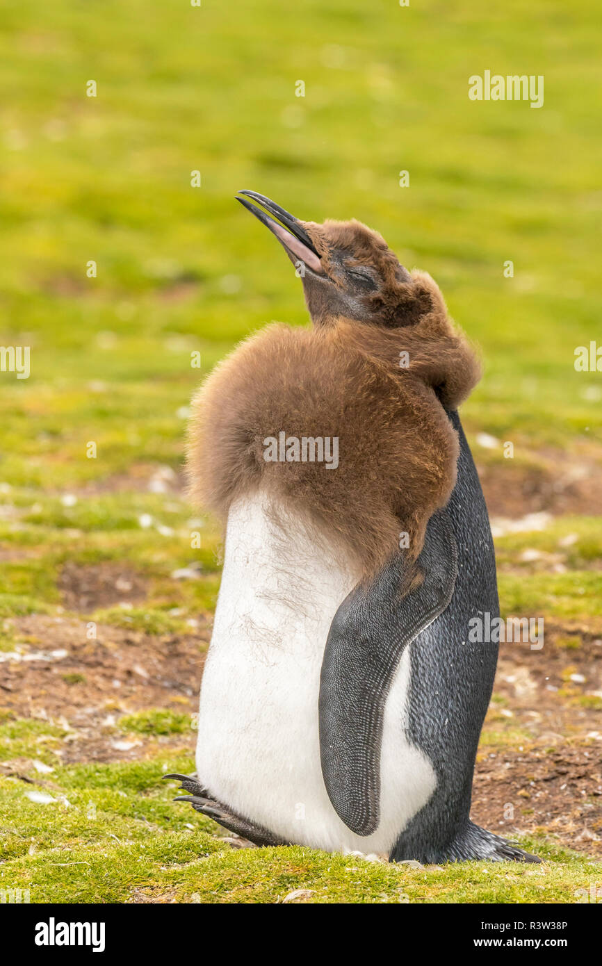 King penguin molting hi-res stock photography and images - Alamy