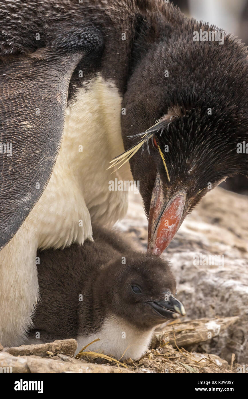 Penguin rockhopper chick hi-res stock photography and images - Alamy