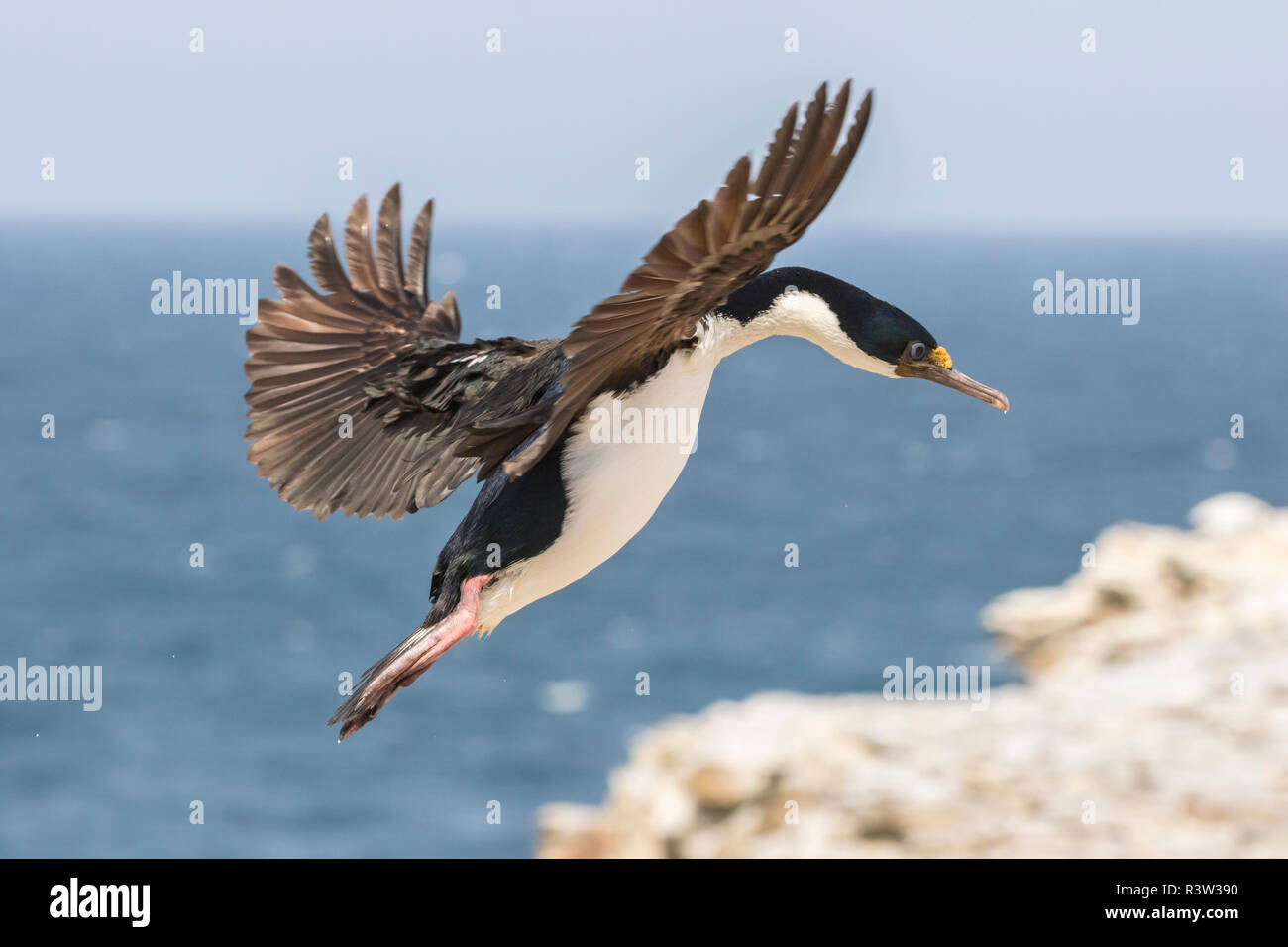 Shag in flight hi-res stock photography and images - Alamy