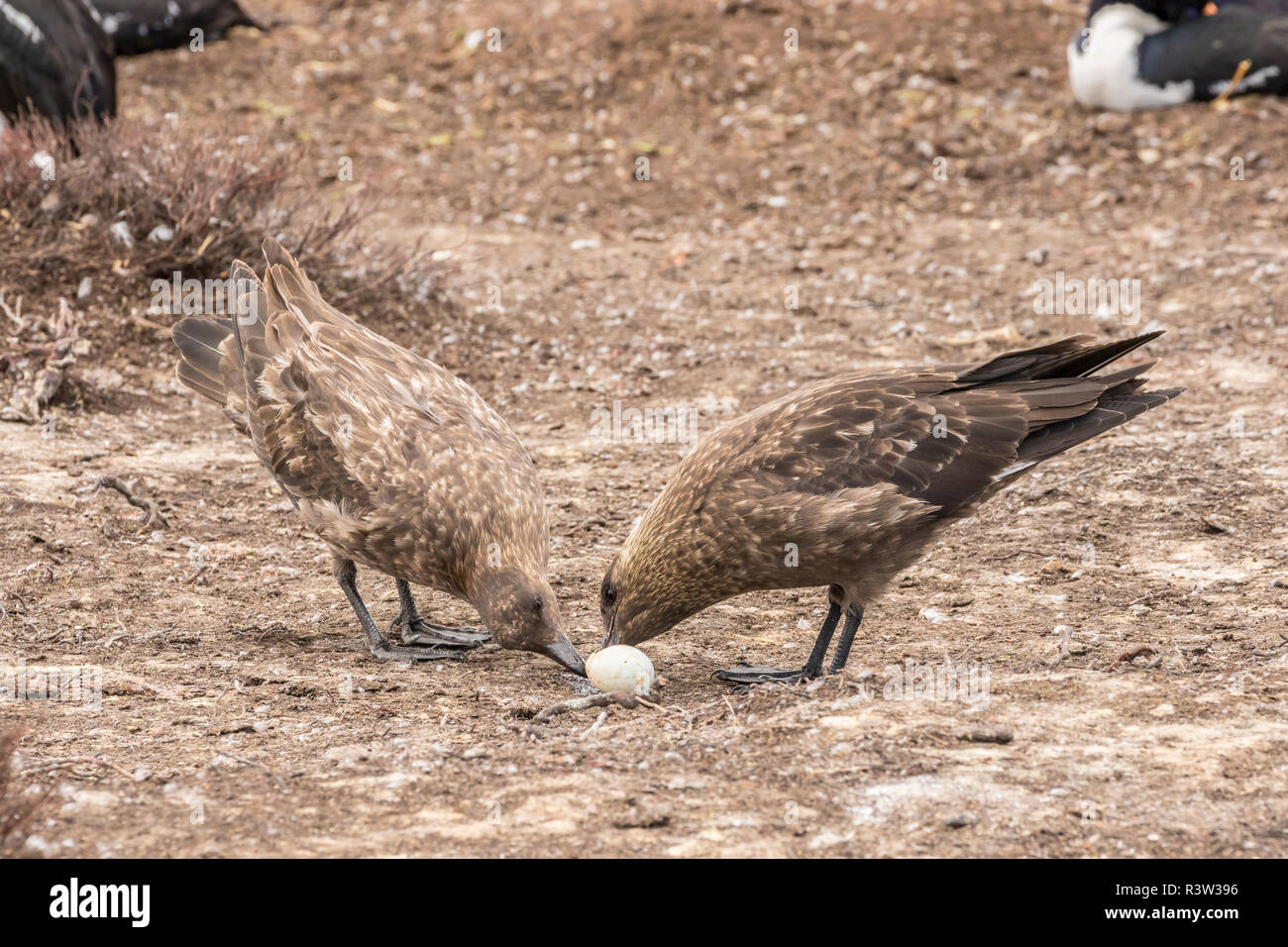 Falkland Islands, Bleaker Island. Skuas eating imperial shag egg Stock ...