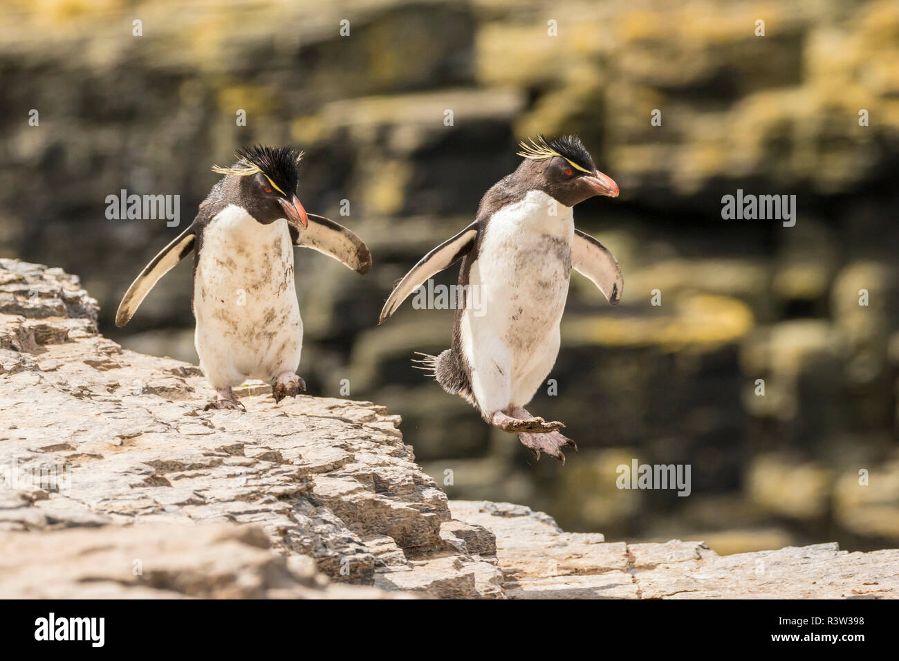 Falkland Islands, Bleaker Island. Rockhopper penguins hopping down ...