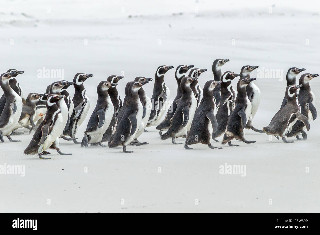 Falkland Islands, East Falkland. Magellanic penguins walking on beach ...