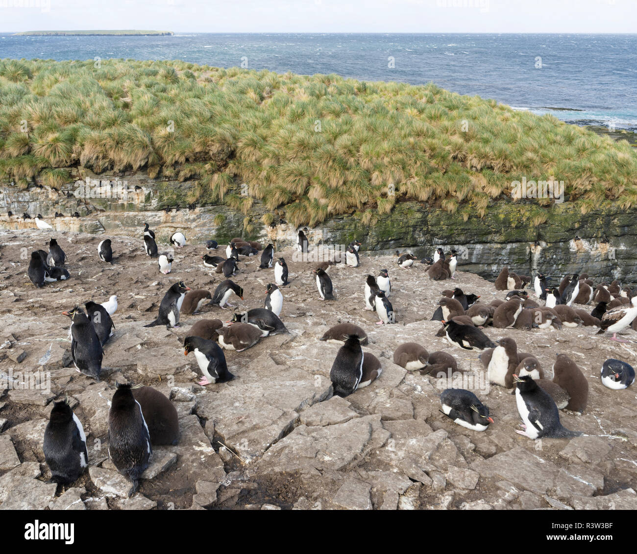 Rockhopper Penguin (Eudyptes chrysocome). Colony on cliff with creche ...