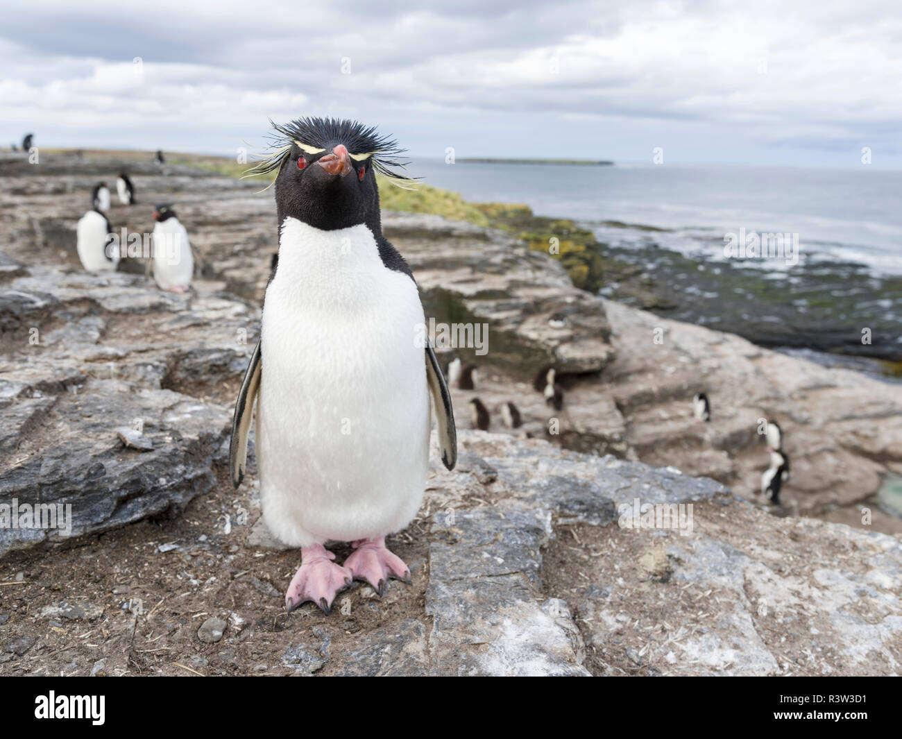 Western rockhopper penguin hi-res stock photography and images - Alamy