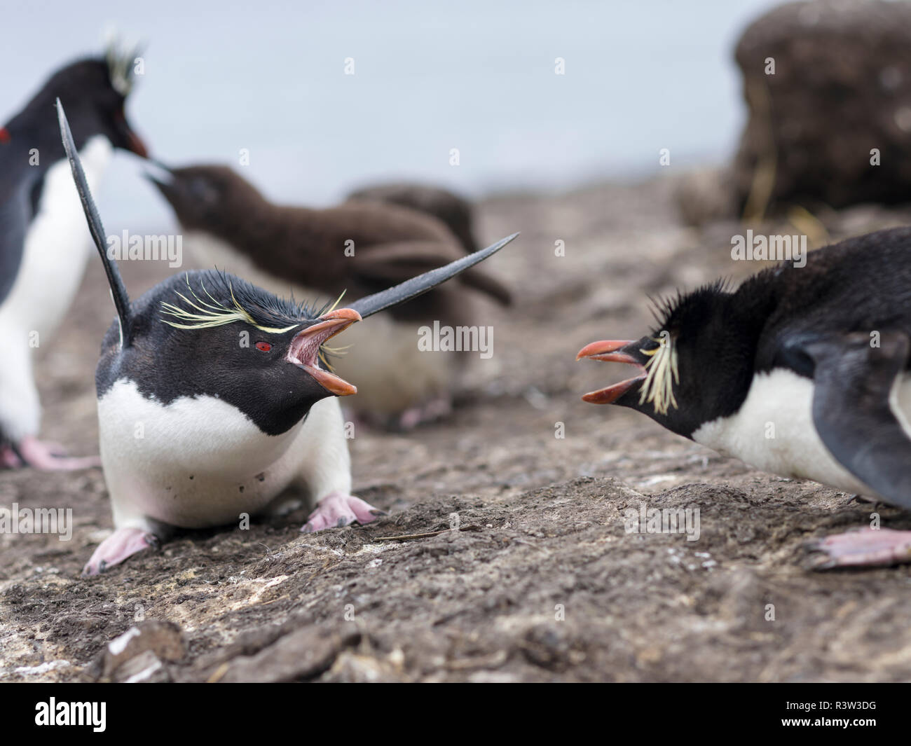 Rockhopper Penguin (Eudyptes chrysocome). Aggression in colony ...