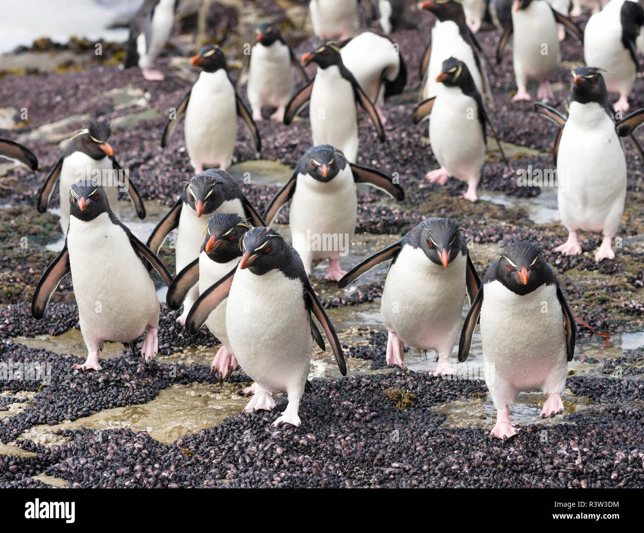 Rockhopper Penguin (Eudyptes chrysocome). Hopping to the colony ...