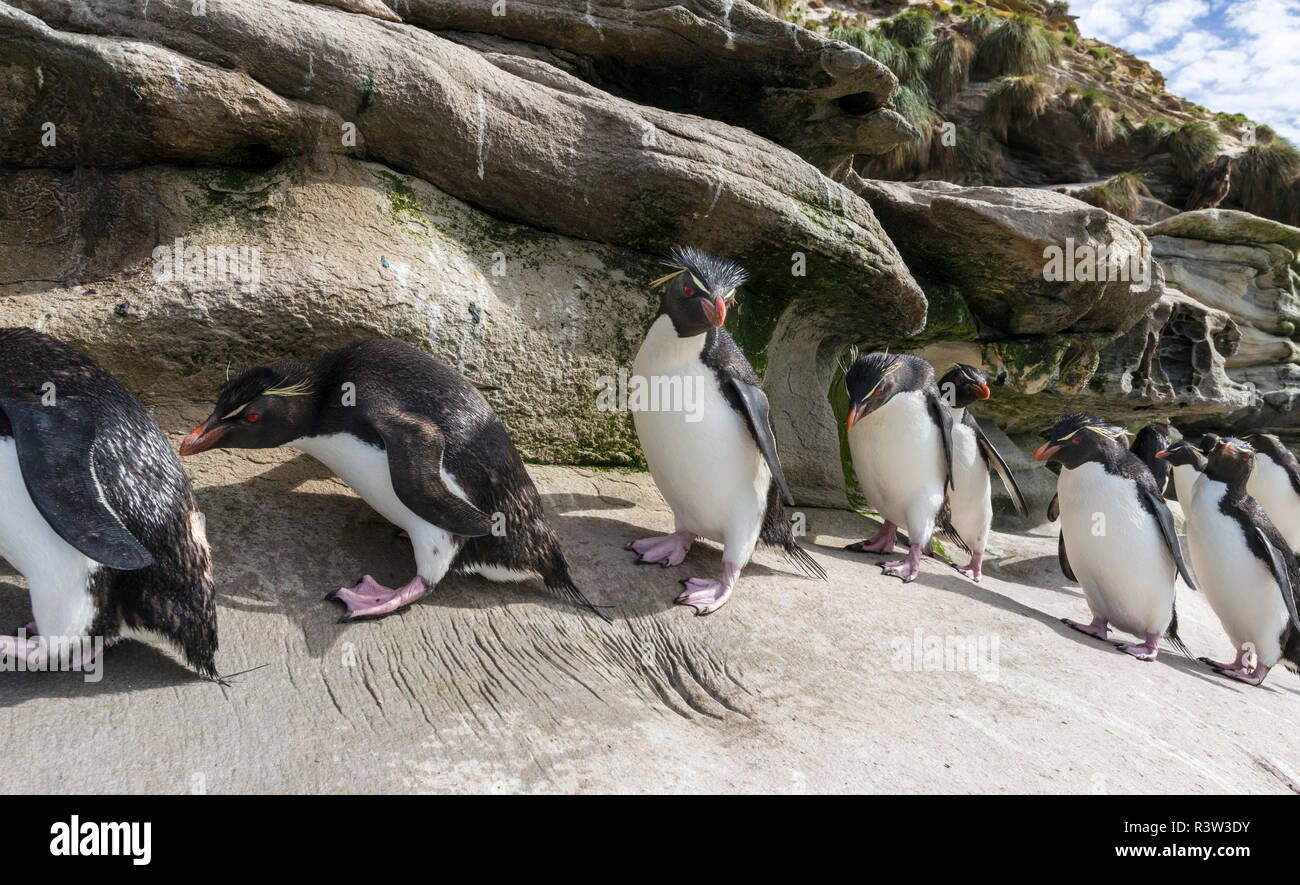 Rockhopper Penguin (Eudyptes chrysocome). Hopping up and down the ...