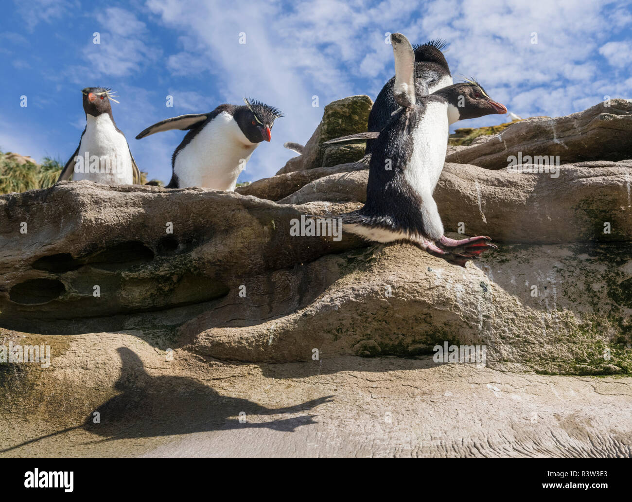 Hopping down hi-res stock photography and images - Alamy