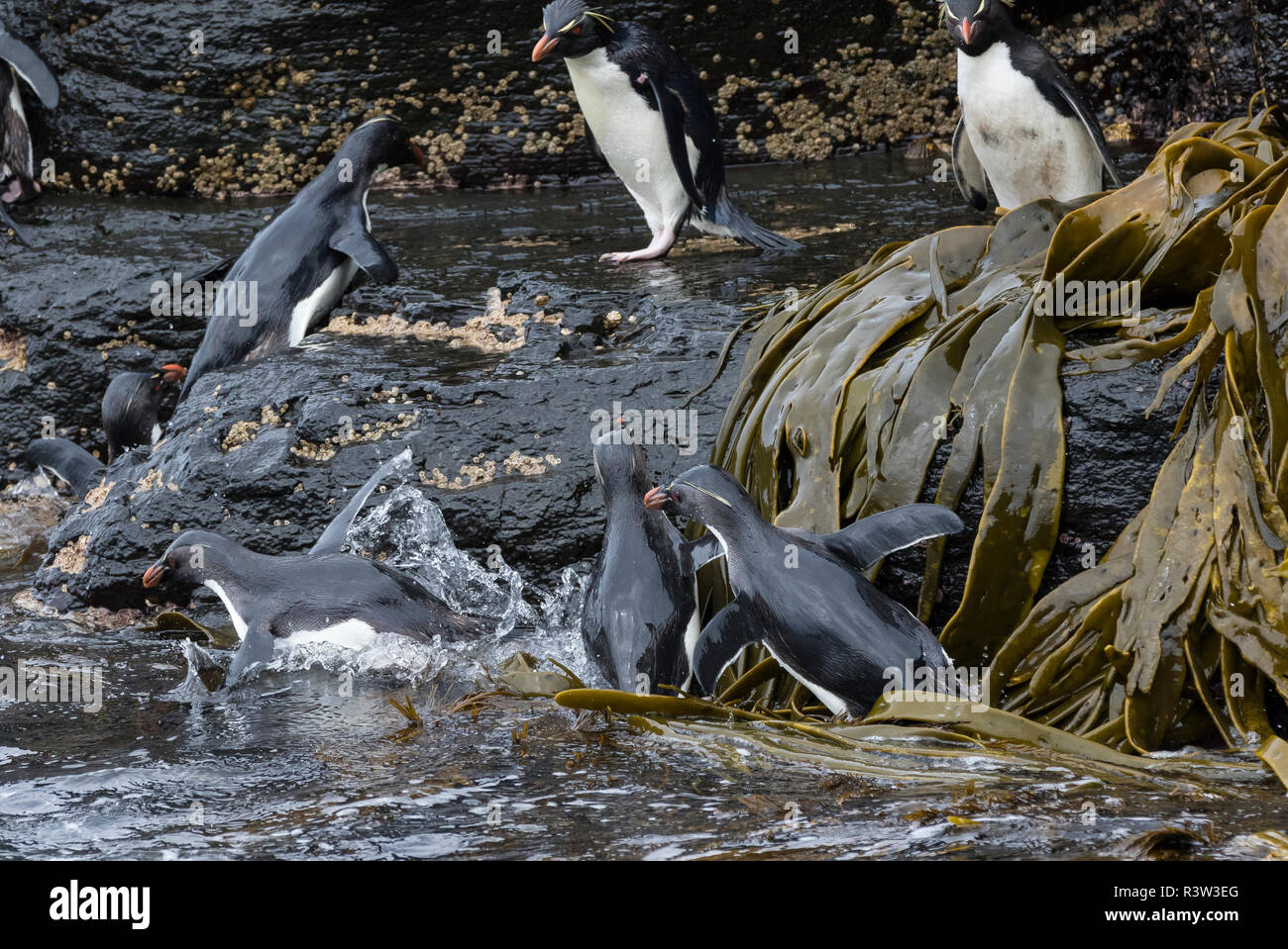 Rockhopper Penguin (Eudyptes chrysocome). Jumping out of the water ...