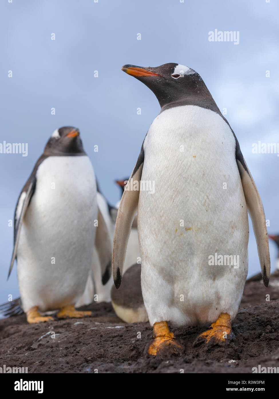 Isla papua hi-res stock photography and images - Alamy