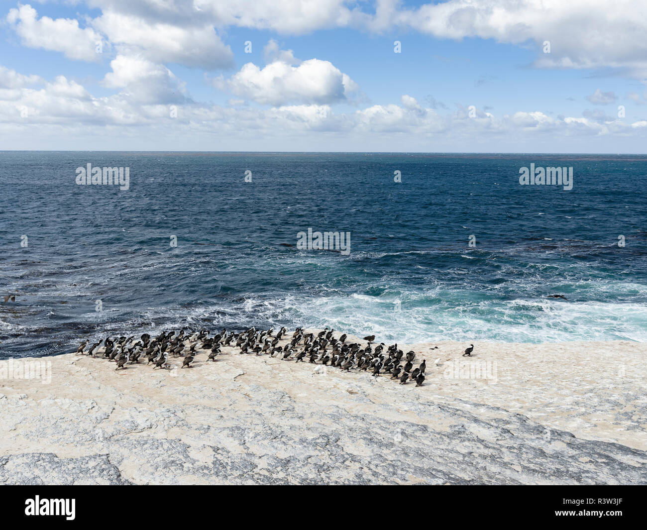 Imperial Shag also called King Shag, King Cormorant, Blue eyed Shag ...