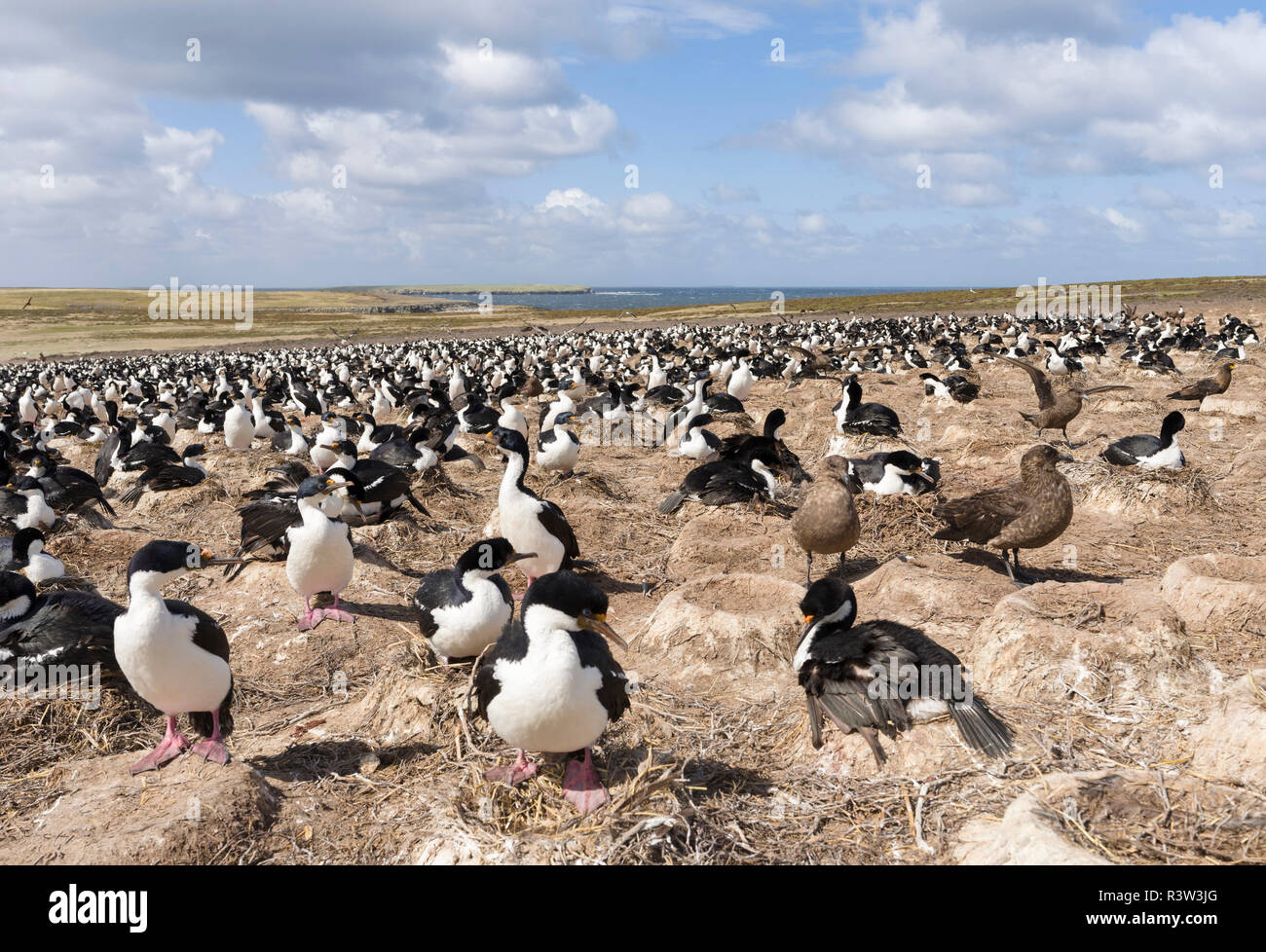 Imperial Shag also called King Shag, King Cormorant, Blue eyed Shag ...
