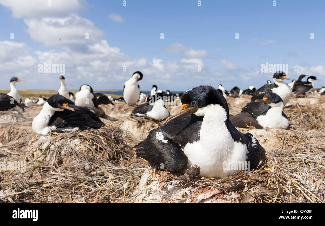 Imperial Shag also called King Shag, King Cormorant, Blue eyed Shag ...