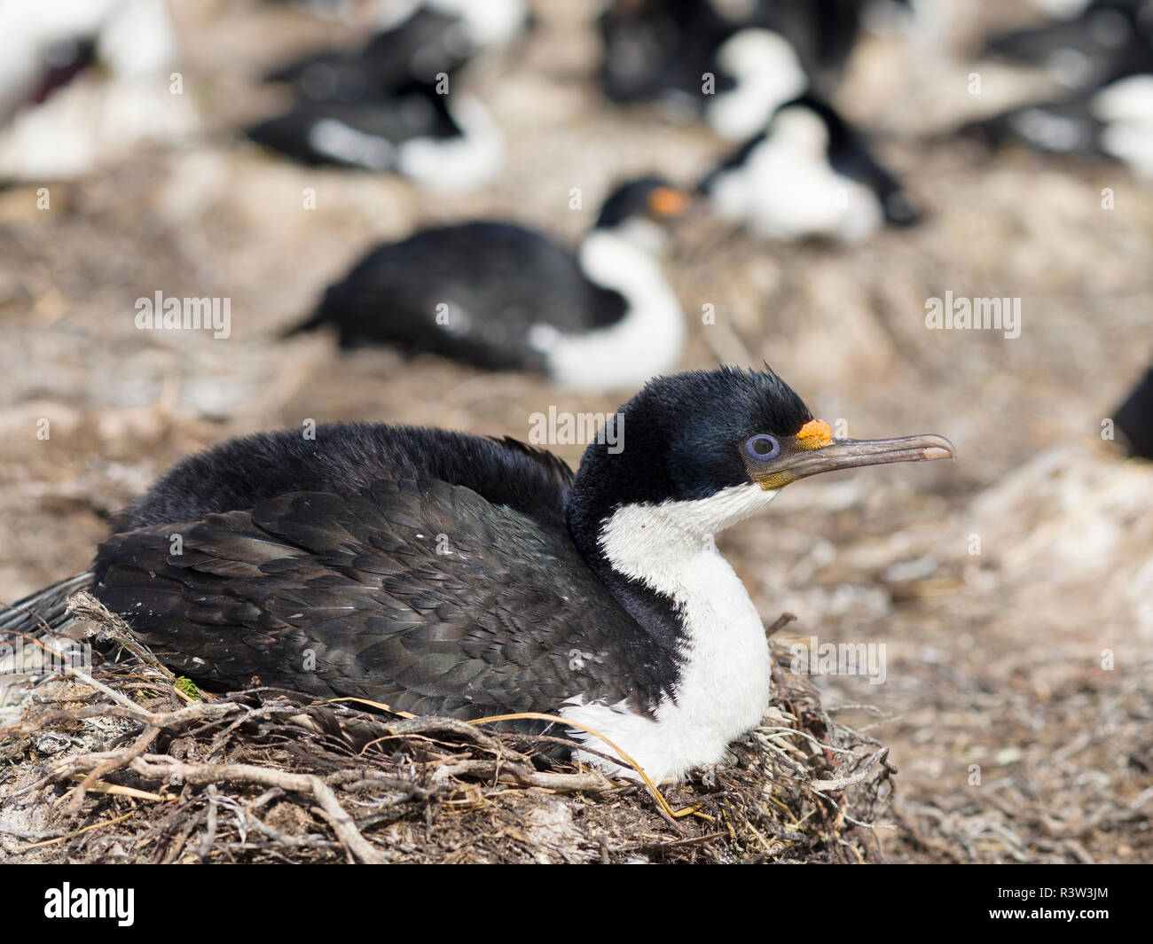 Imperial Shag also called King Shag, King Cormorant, Blue eyed Shag ...