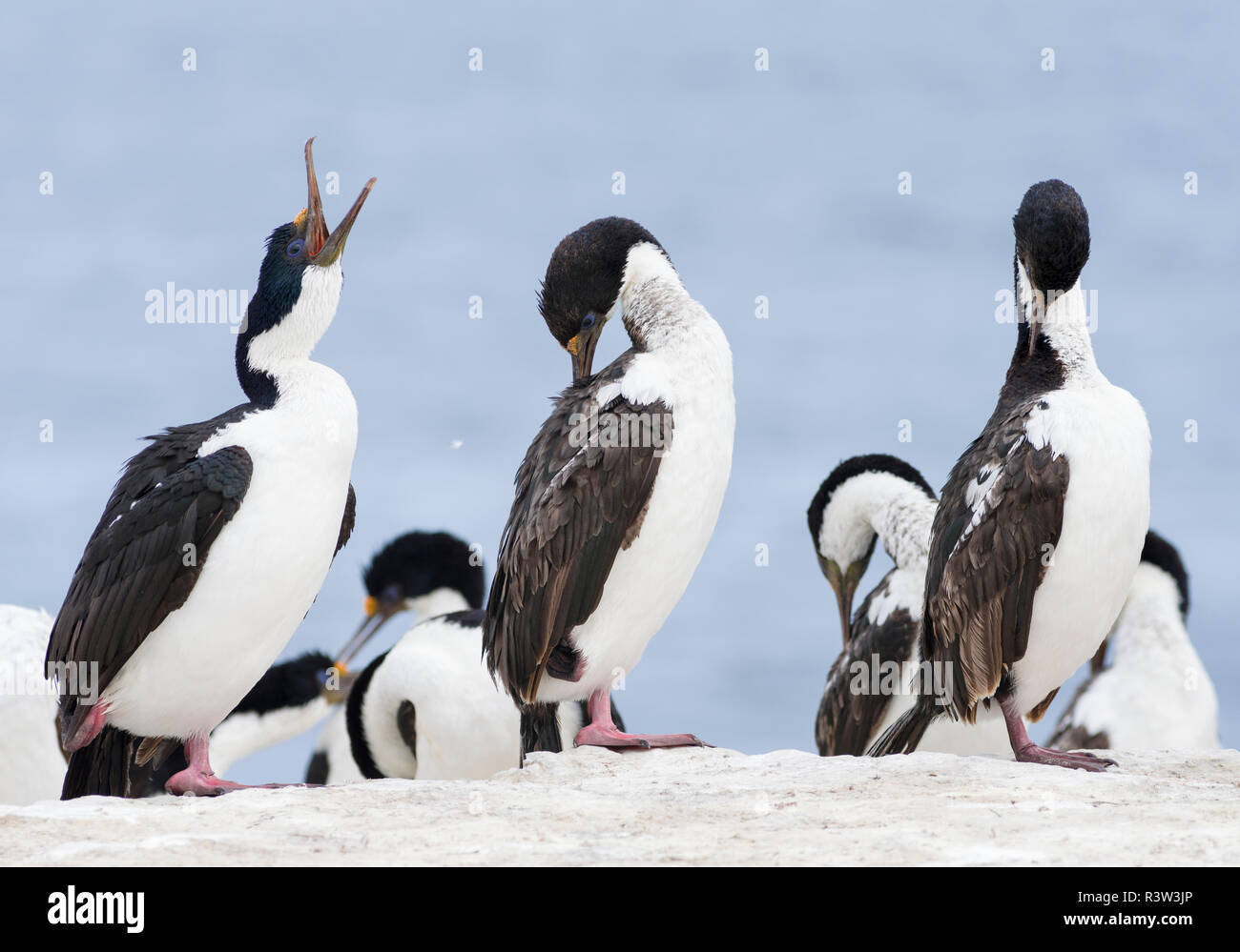 Imperial Shag also called King Shag, King Cormorant, Blue eyed Shag ...