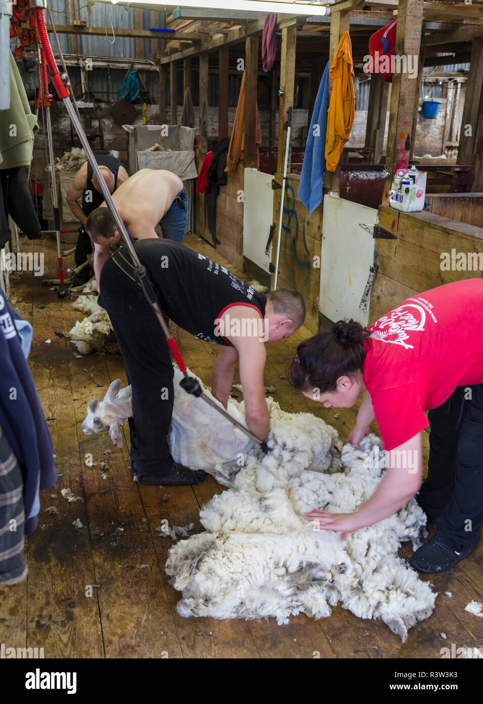 Sheep shearing on Saunders Island Stock Photo - Alamy