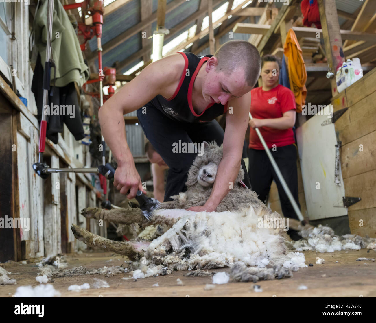 Sheep shearing on Saunders Island Stock Photo - Alamy