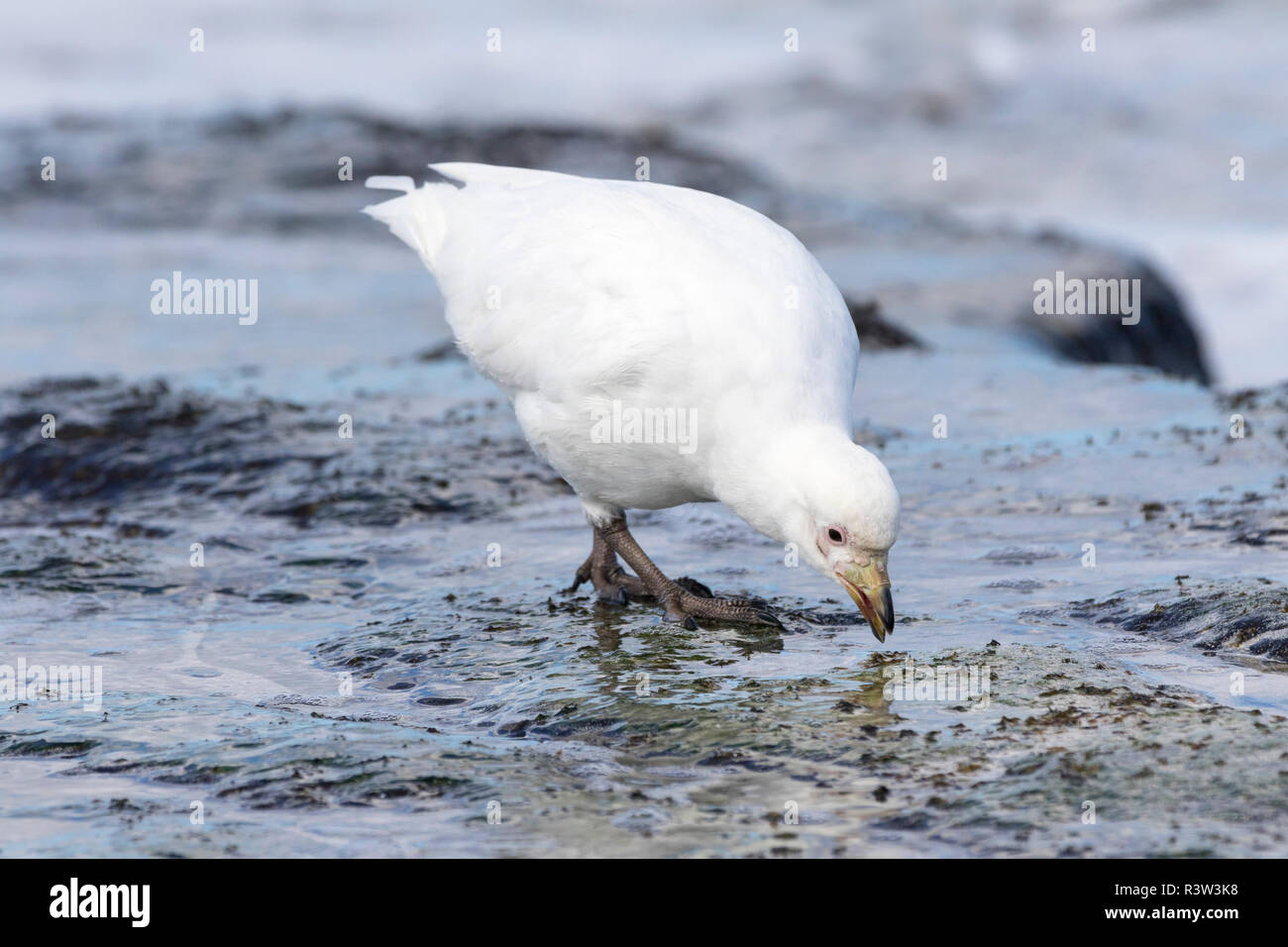 Sheathbill foraging hi-res stock photography and images - Alamy