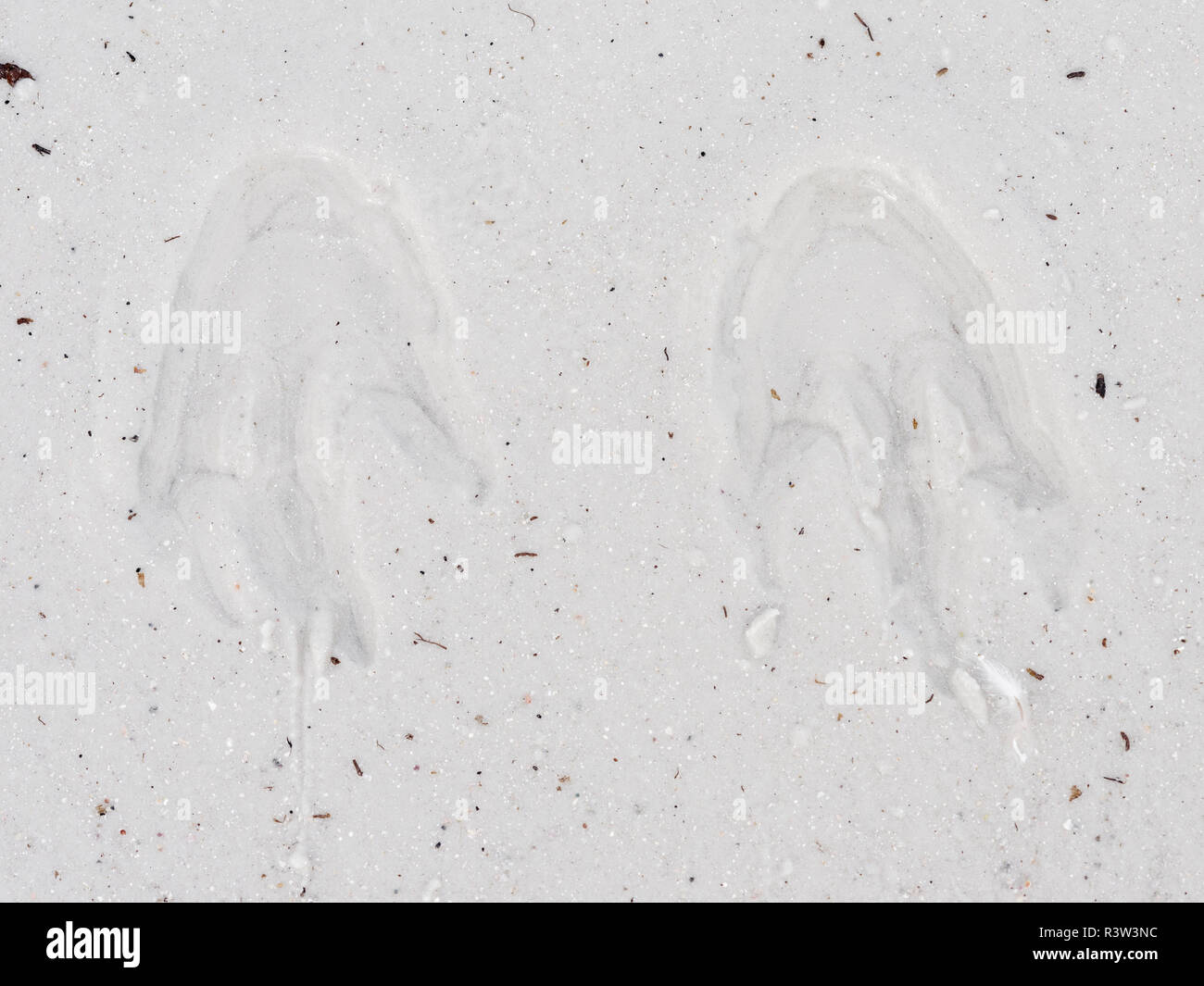 Penguin tracks hi-res stock photography and images - Alamy