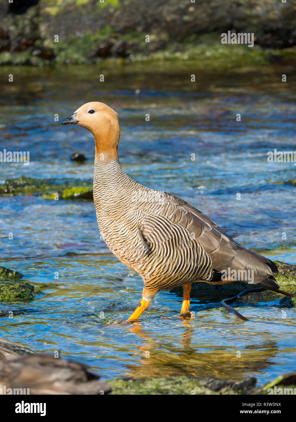 Ruddy-headed Goose (Chloephaga rubidiceps) in tidal area of Carcass ...