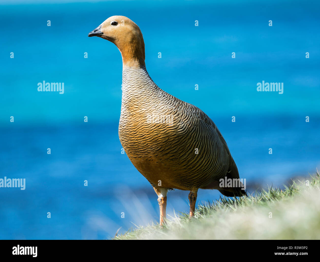 Ruddy-headed Goose (Chloephaga rubidiceps) in tidal area of Carcass ...