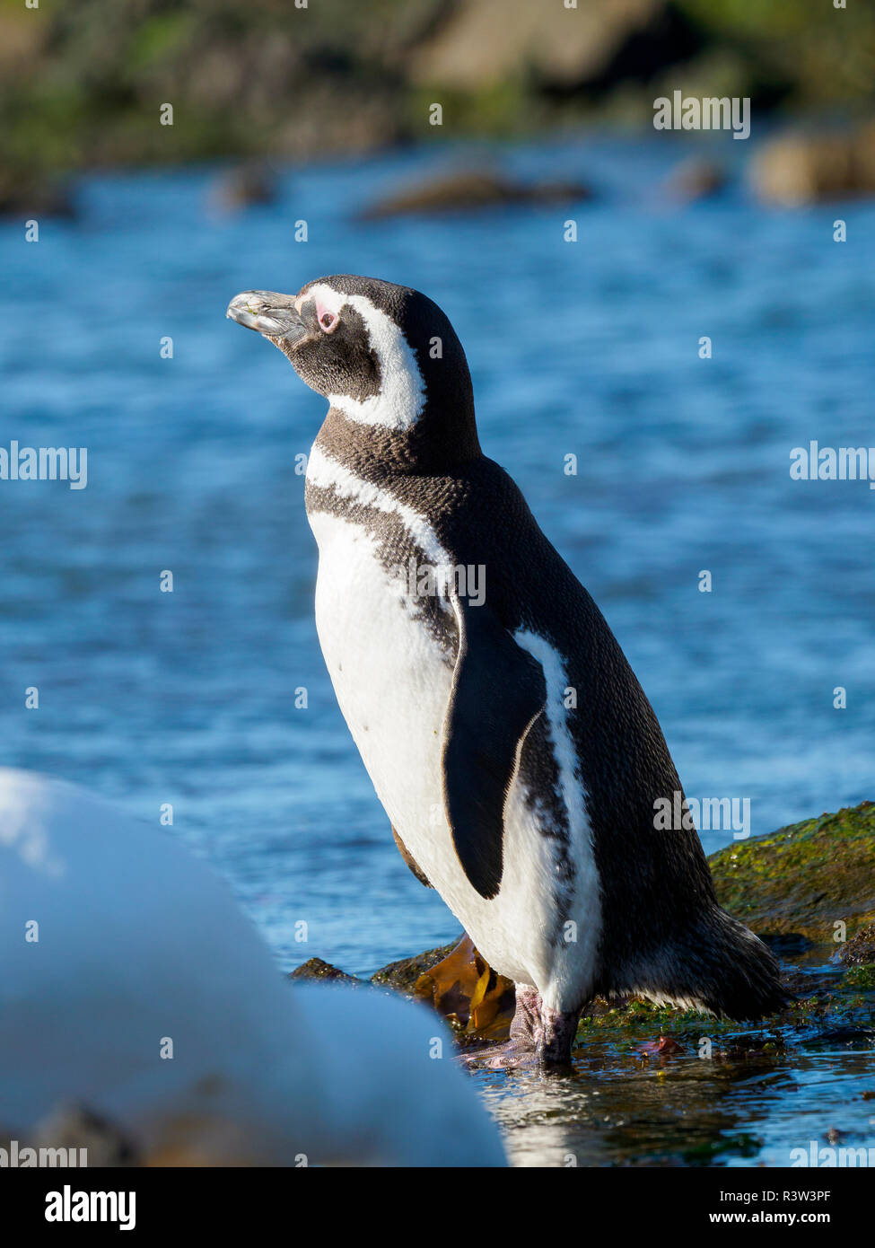 Penguins In South America