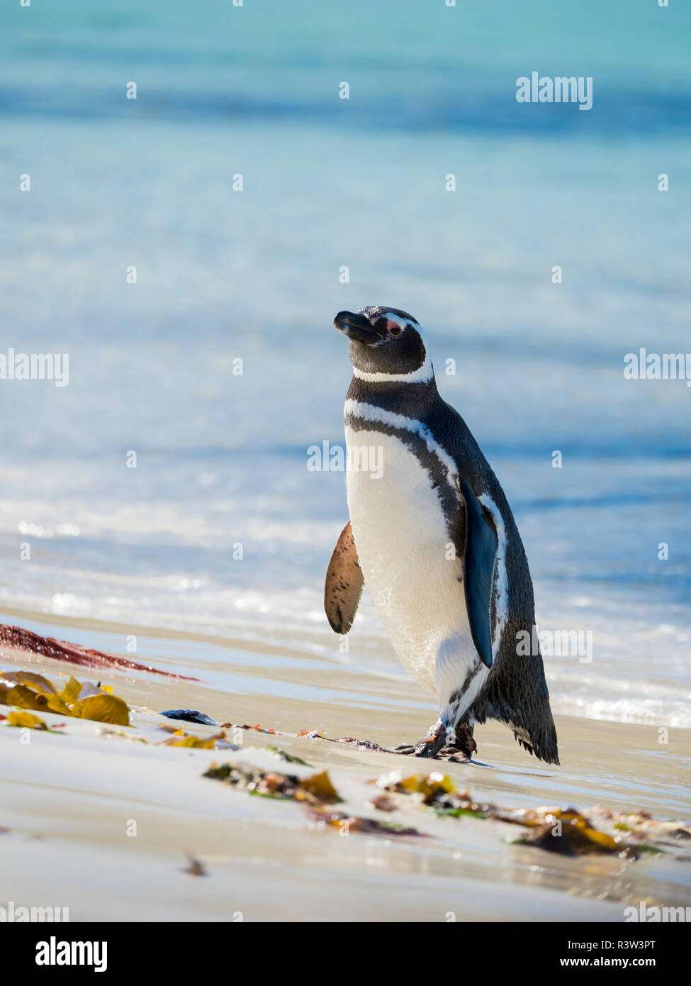 Magellanic Penguin Falkland Islands