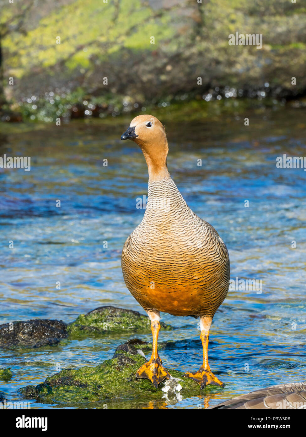 Ruddy-headed Goose (Chloephaga rubidiceps) in tidal area of Carcass ...