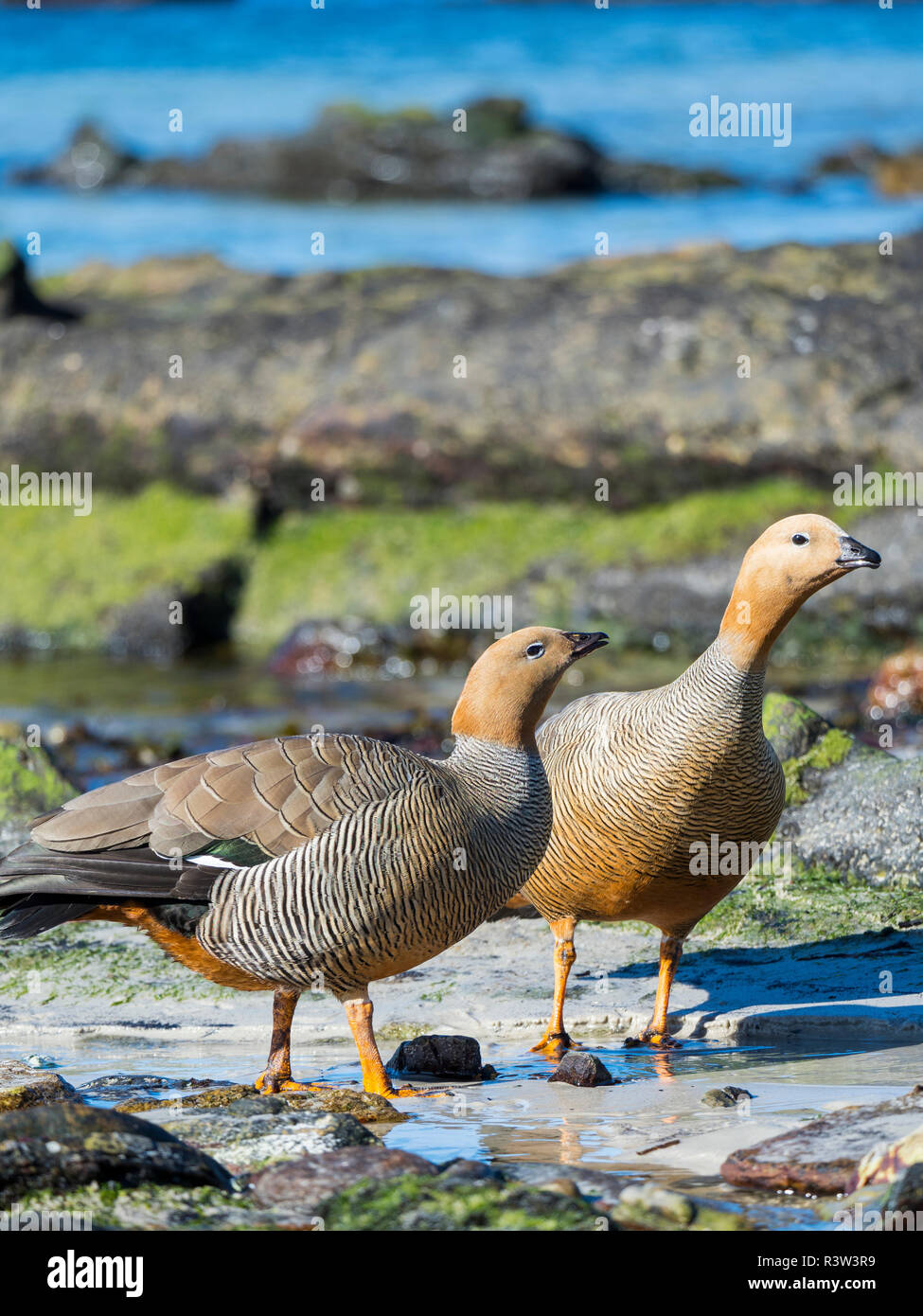 Ruddy-headed Goose (Chloephaga rubidiceps) in tidal area of Carcass ...