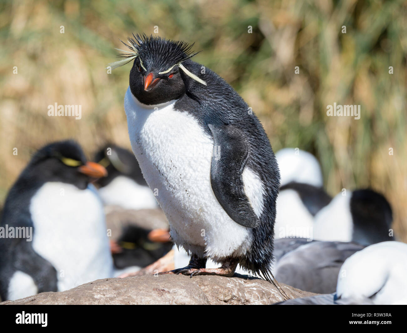 Western south america hi-res stock photography and images - Alamy
