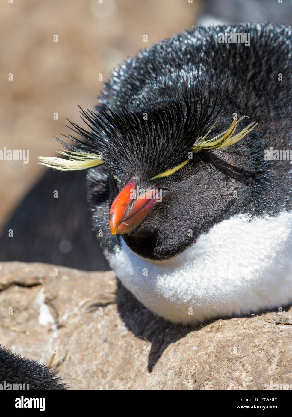 Rockhopper Penguin (Eudyptes chrysocome), subspecies western rockhopper ...