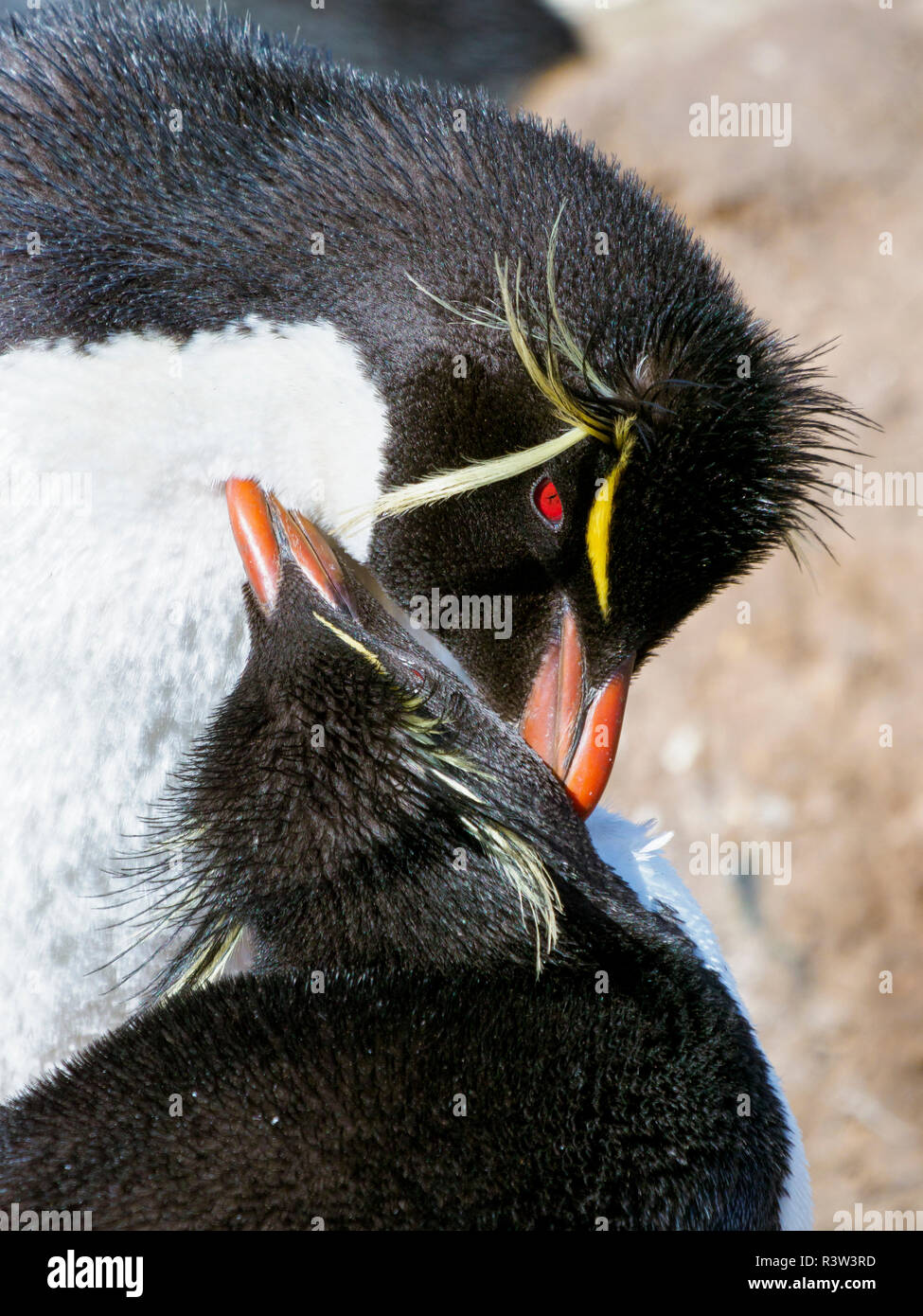 Western subspecies hi-res stock photography and images - Alamy