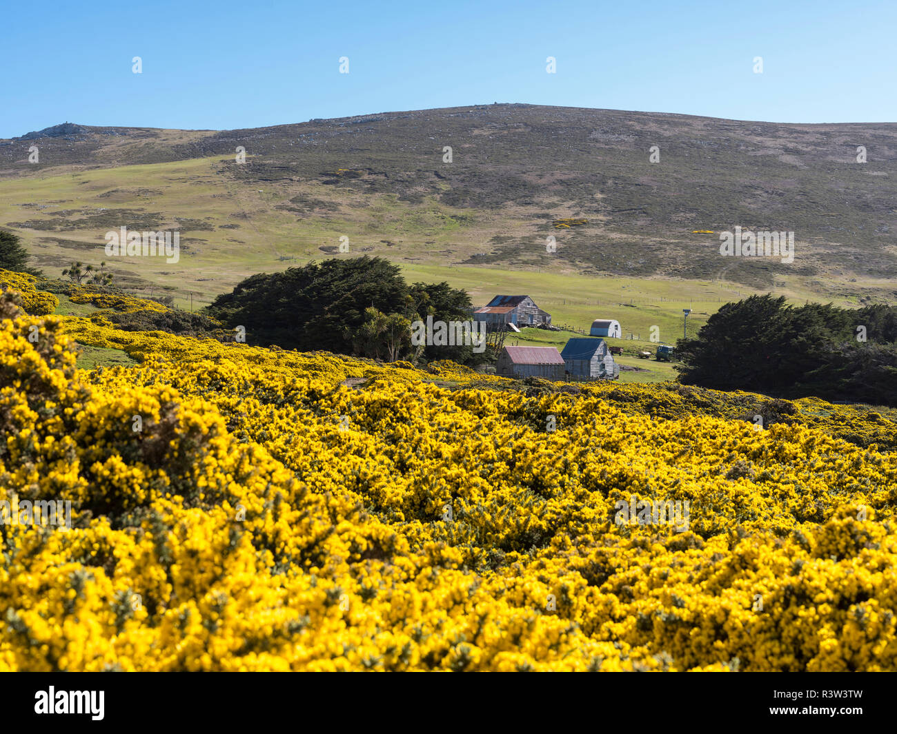 Carcass Island, a small island in West Falklands. South America ...
