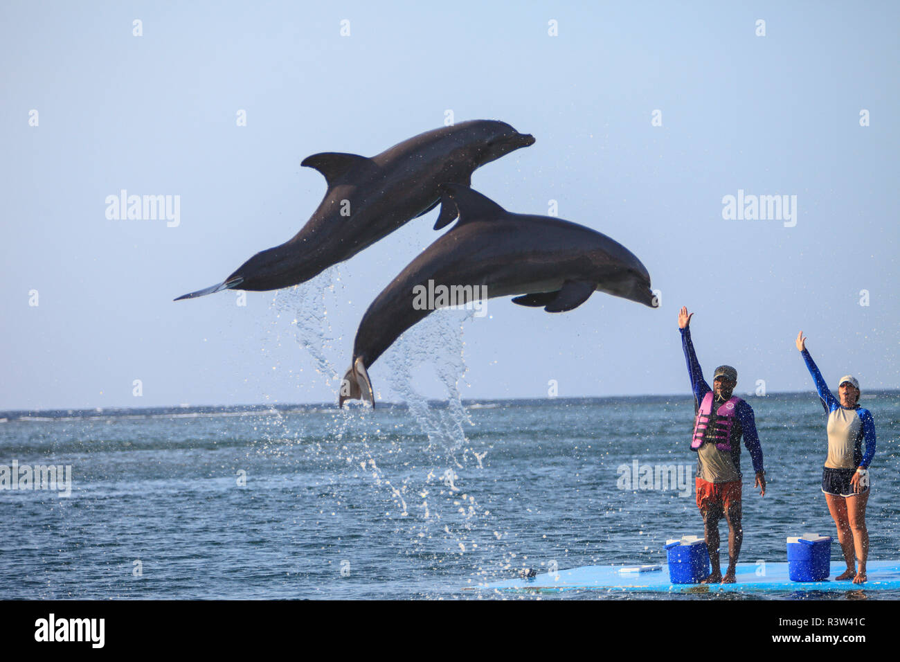 Trainers and Bottlenose Dolphin (Tursiops truncatus), Roatan, Bay ...