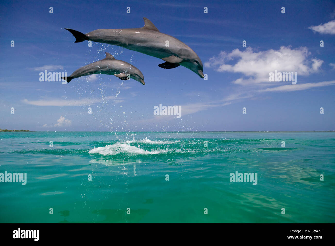 Bottlenose Dolphins (Tursiops Truncatus), Caribbean Sea, Roatan, Bay ...