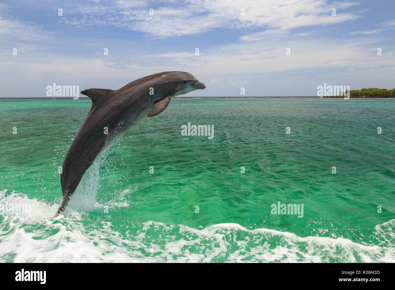 Bottlenose Dolphin (Tursiops Truncatus), Roatan, Bay Islands, Honduras ...