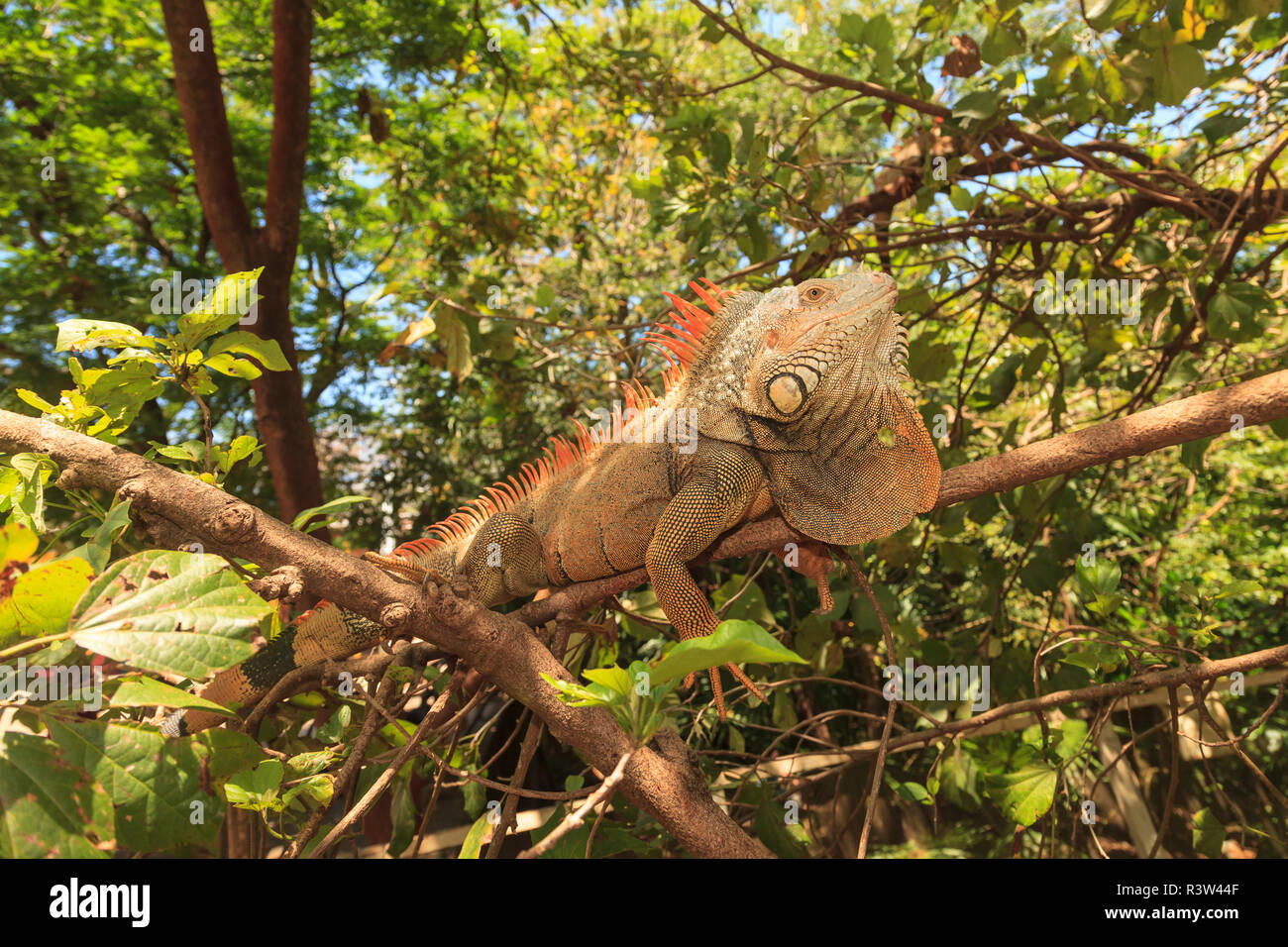 Green Iguana Farm, East End of Roatan, Bay Islands, Honduras Stock ...