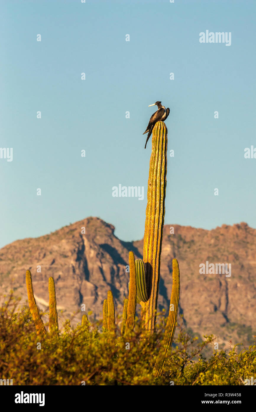 Jacaranda tree and mexico city hi-res stock photography and images - Alamy