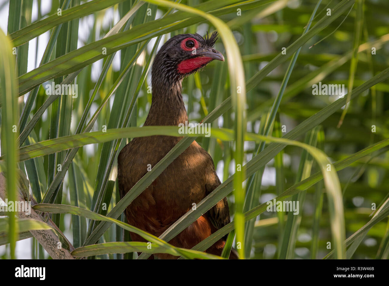 West Mexican Chachalaca in Sayulita, Mexico Stock Photo - Alamy