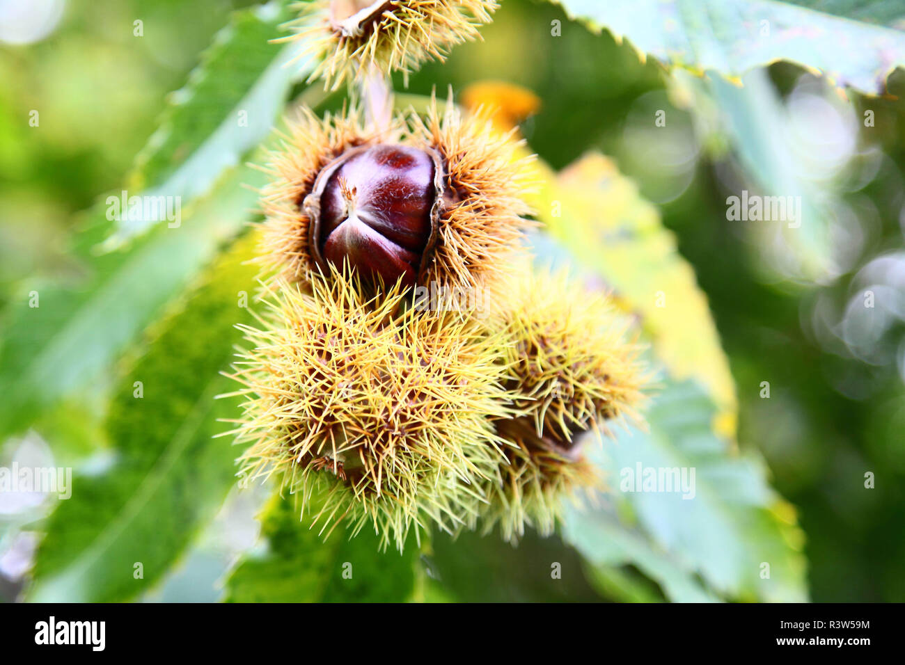 chestnut in early fall Stock Photo - Alamy