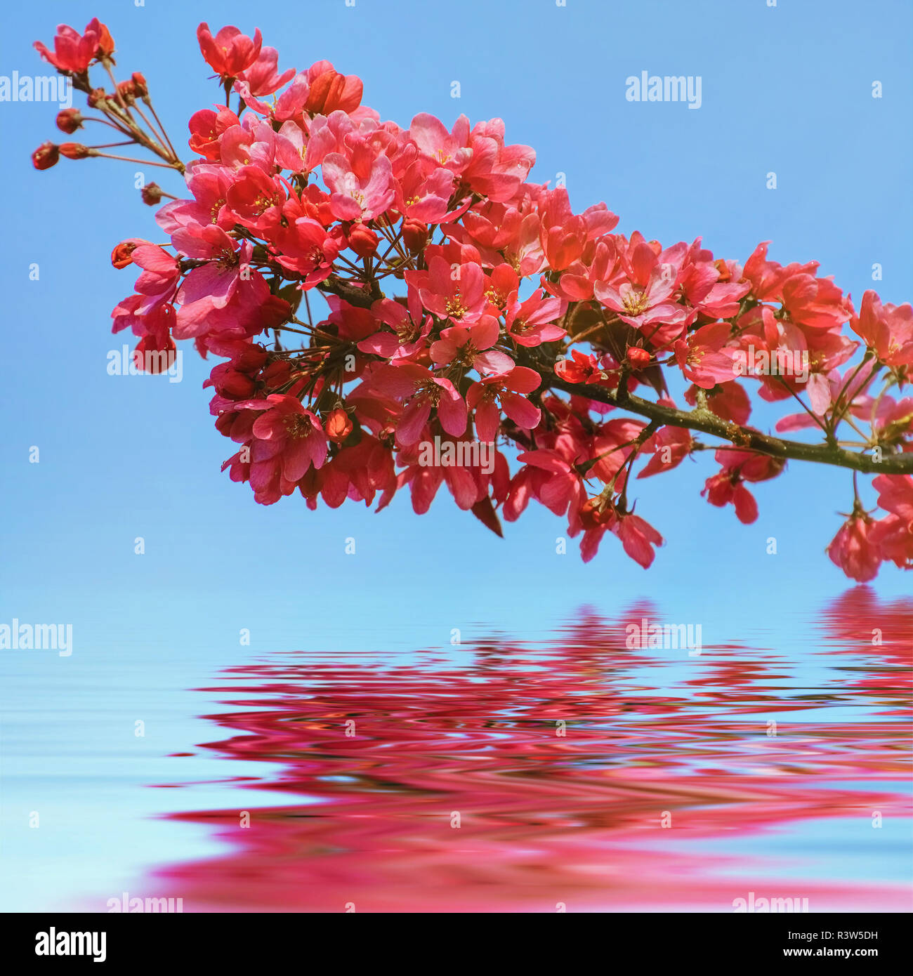 Flowers blooming flourishing anthesis hi-res stock photography and ...