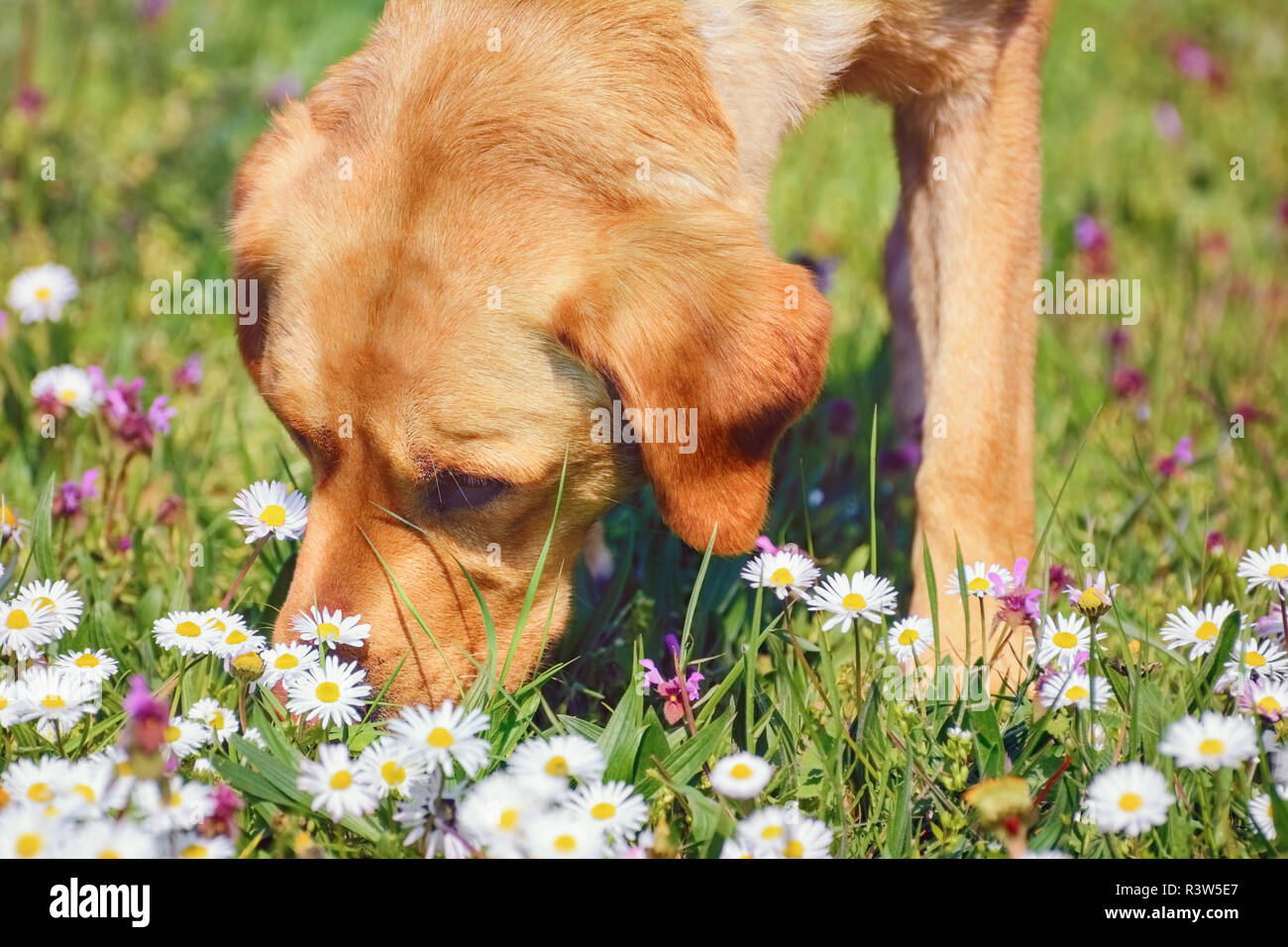 Animal smelling sniffing flowers hi-res stock photography and images ...